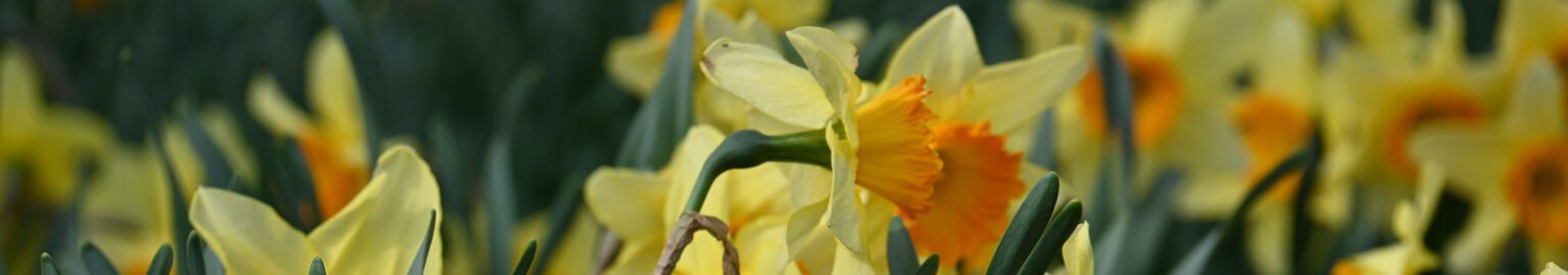 Careers - Peoria Park District