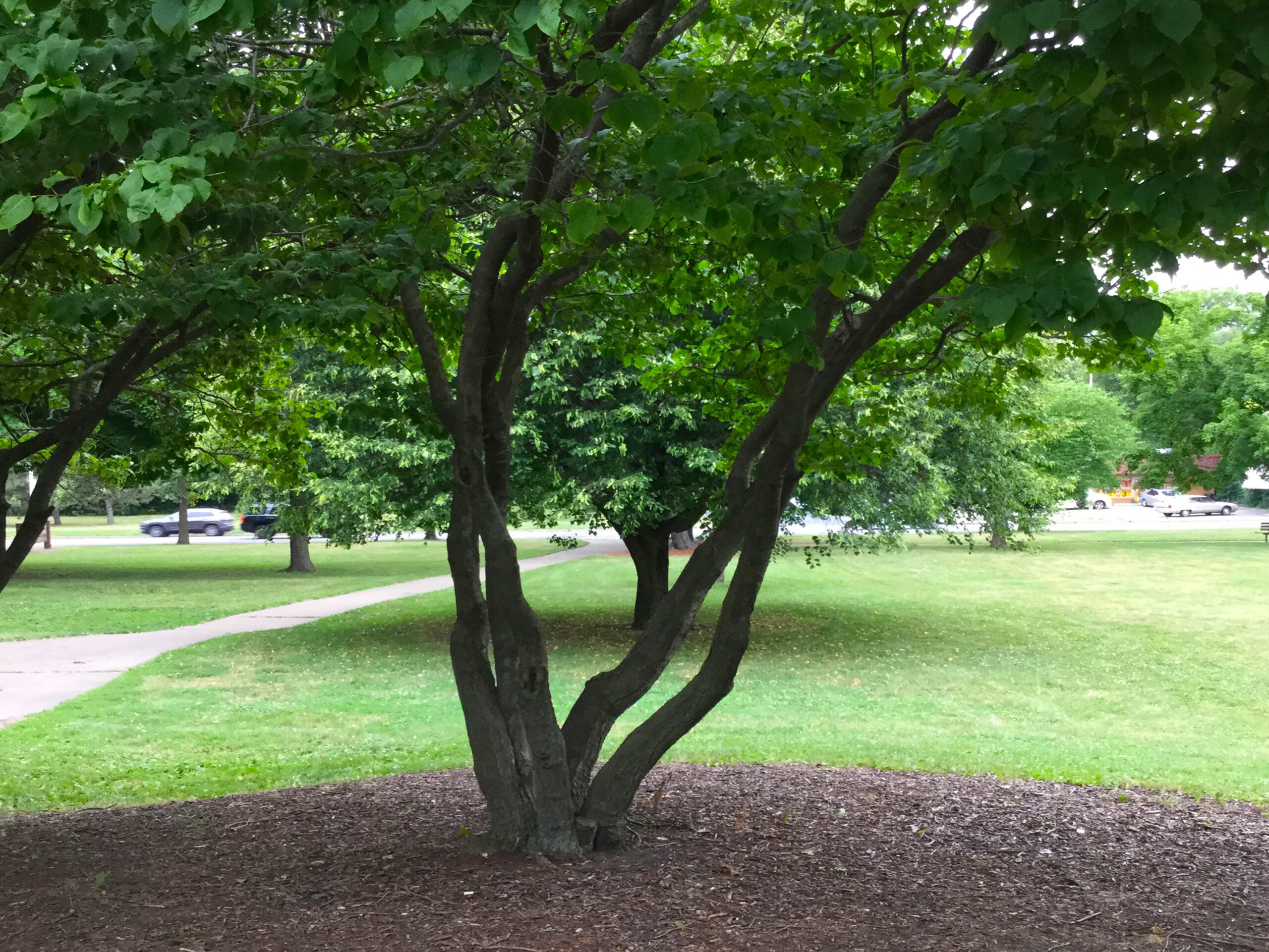 Martin Luther King Jr Park - Peoria Park District