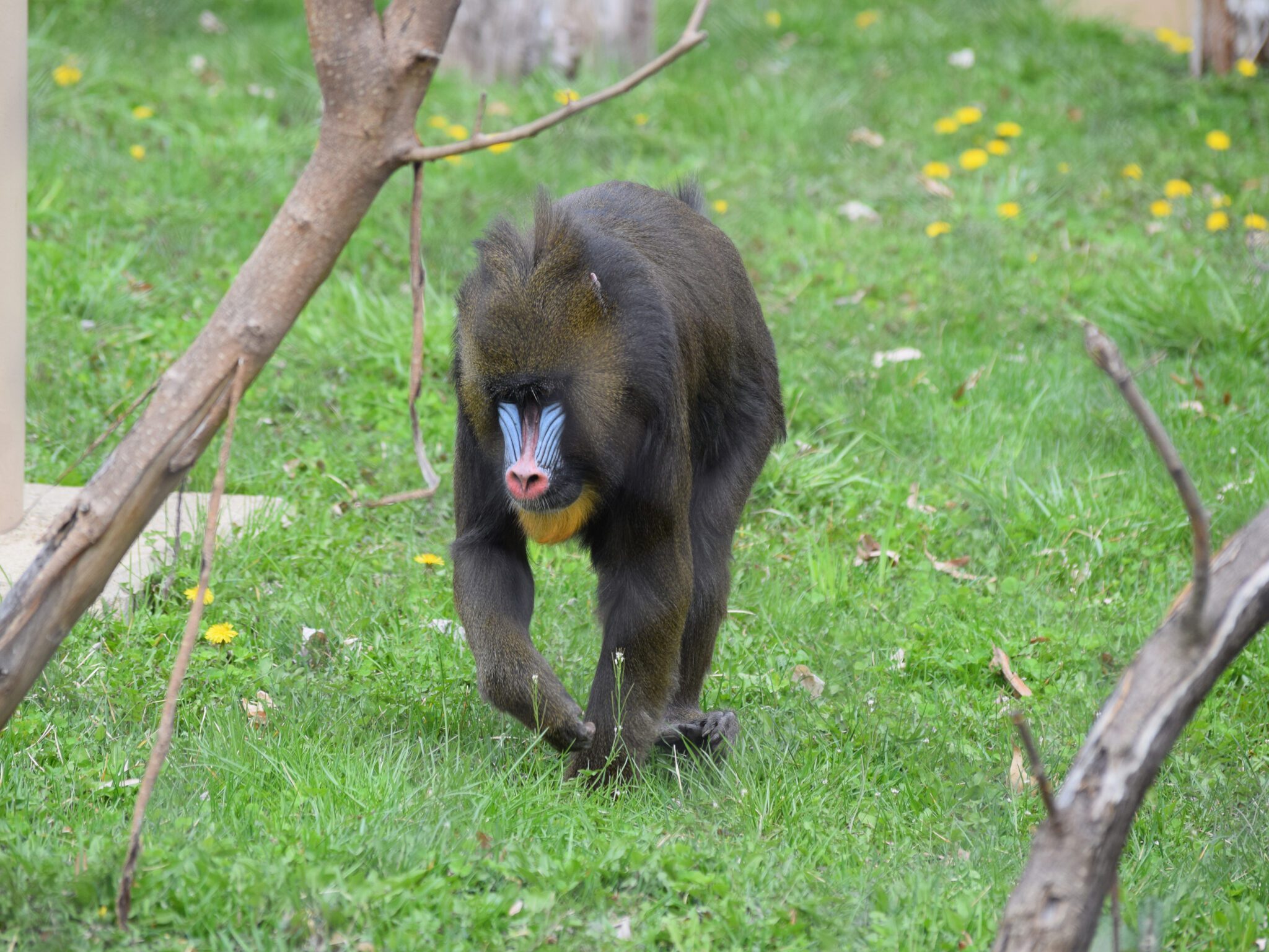 Peoria Zoo - Peoria Park District