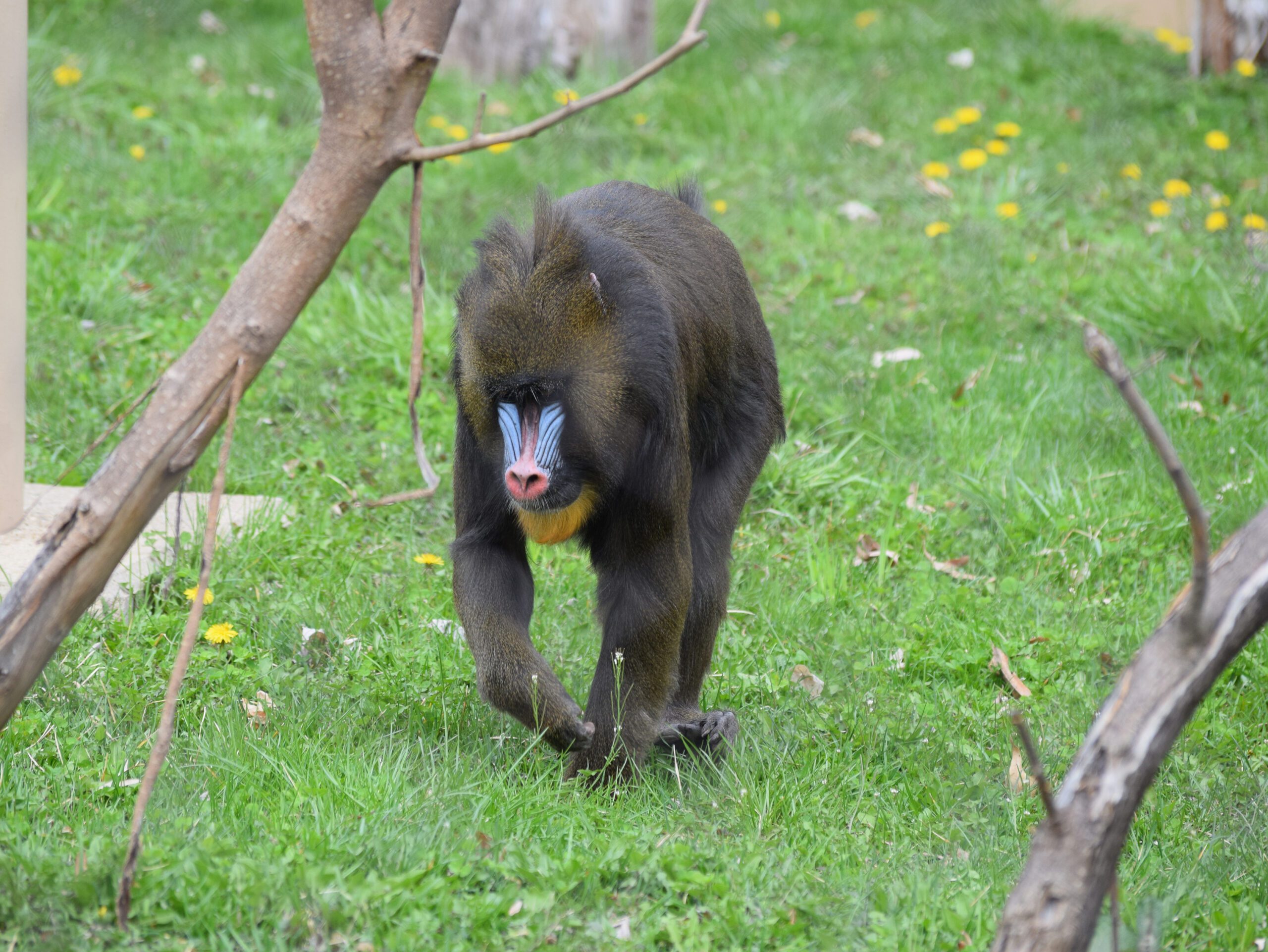 Peoria Zoo - Peoria Park District