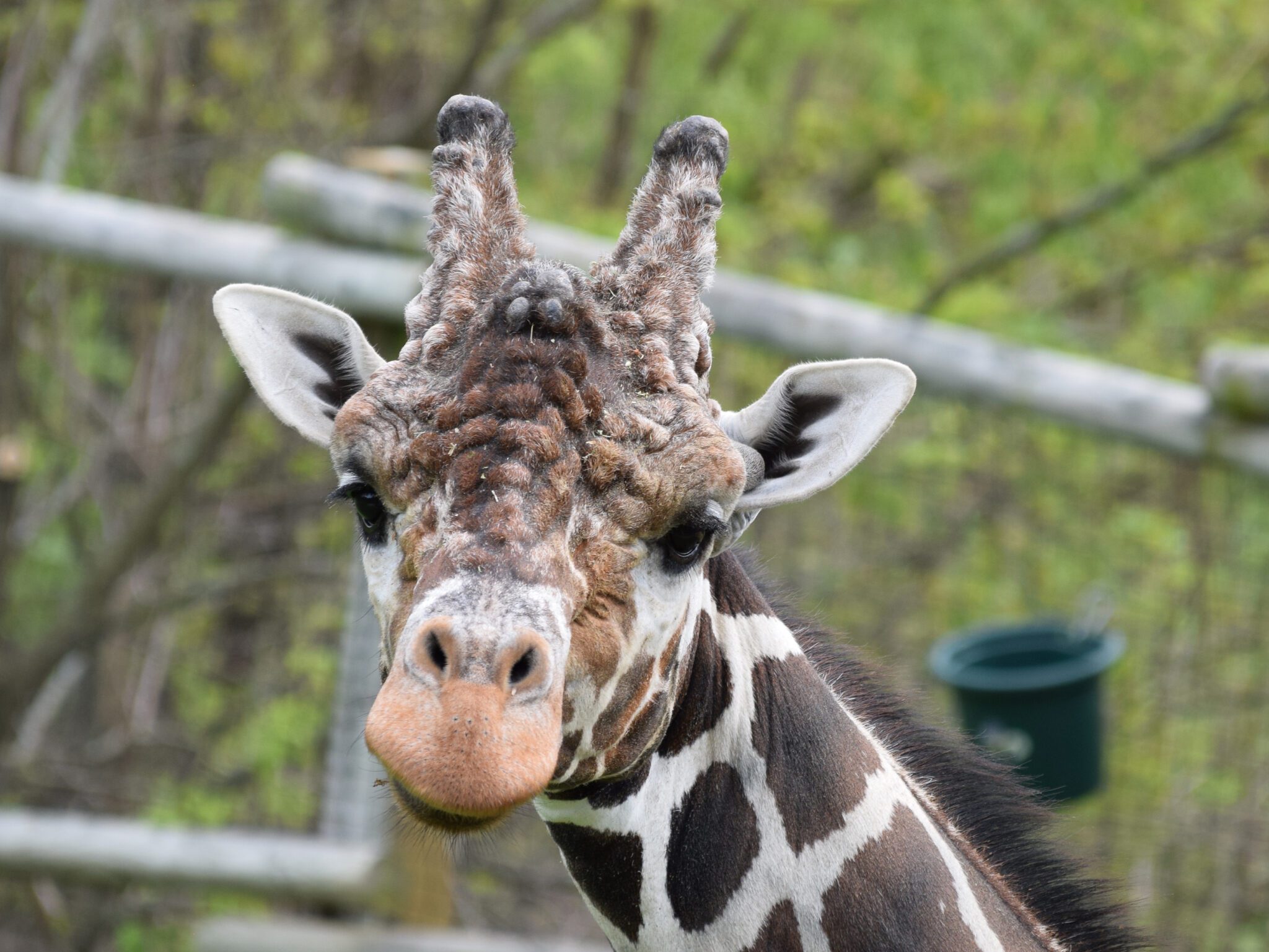 Peoria Zoo - Peoria Park District