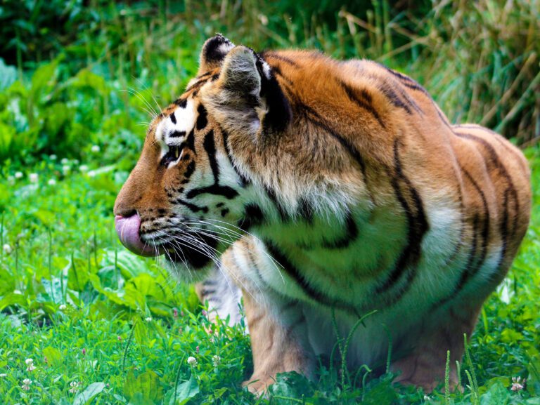 Peoria Zoo - Peoria Park District